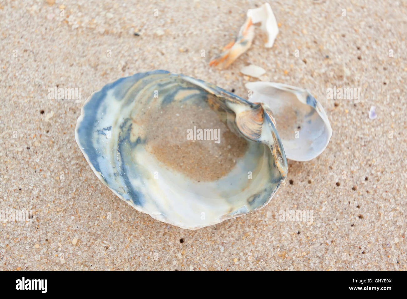 Clam shell on the beach on a hot summer day Stock Photo - Alamy