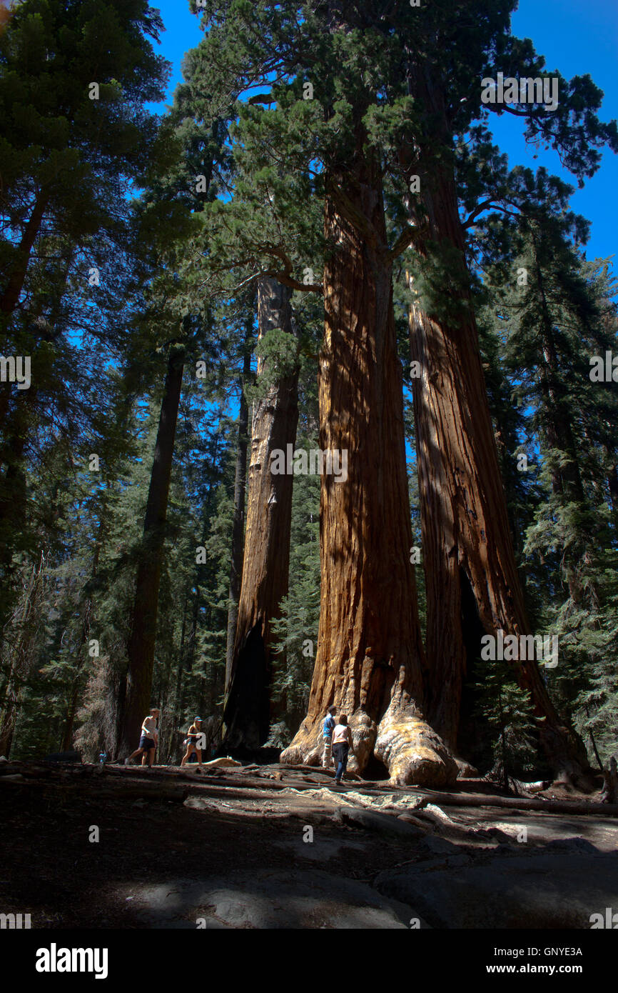Sequoia trees in Sequoia National Park. California. USA Stock Photo - Alamy