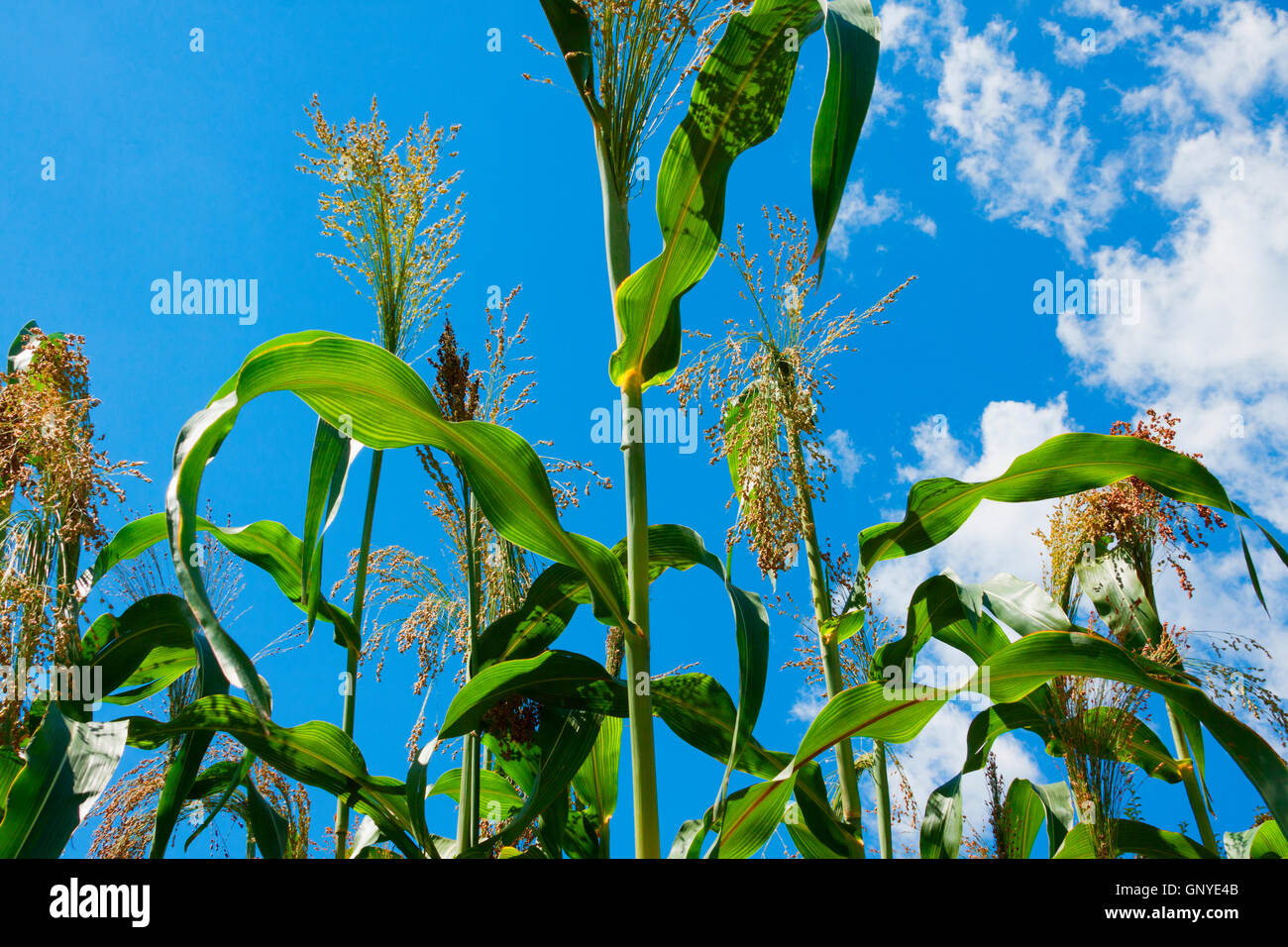 Corn plants field against bright blue sky Stock Photo - Alamy