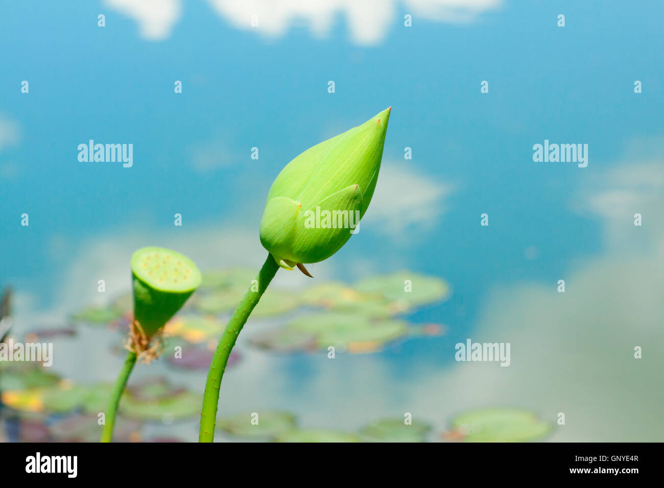 Beautiful lotus bulbs in the garden Stock Photo - Alamy