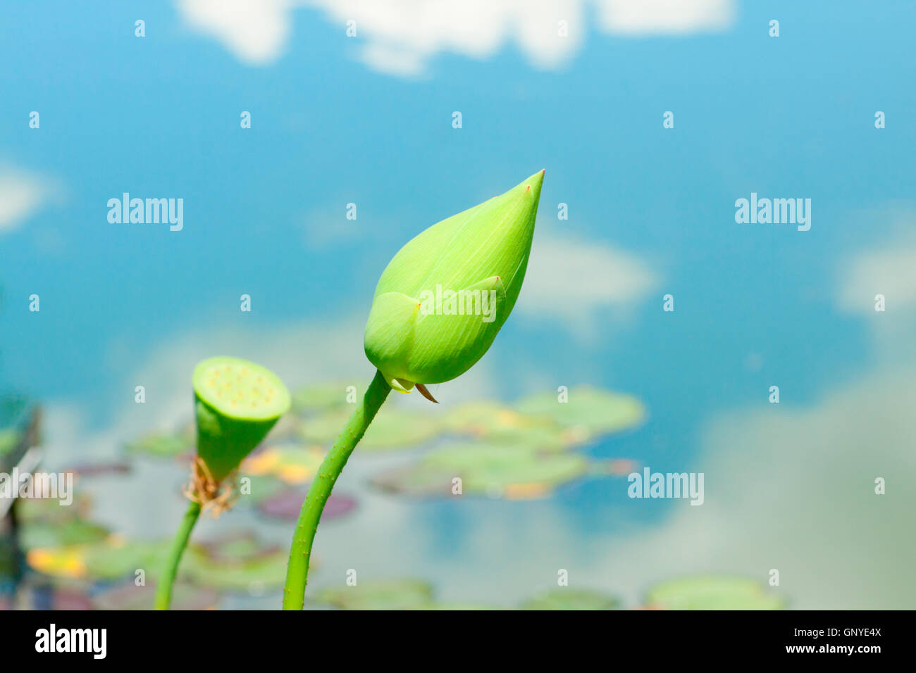 Beautiful lotus bulbs in the garden Stock Photo - Alamy