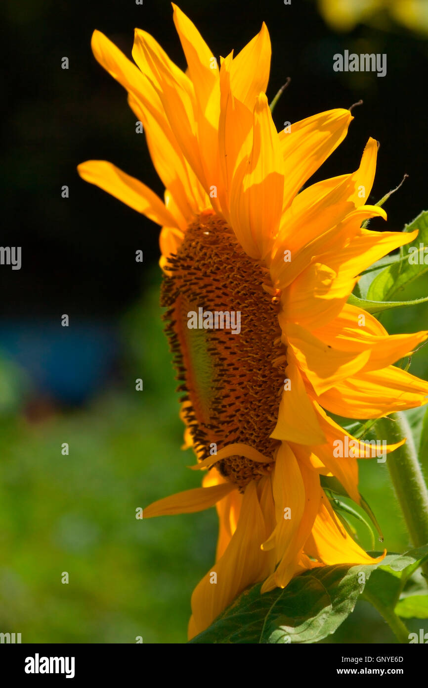 Bright sunflower in the garden Stock Photo - Alamy