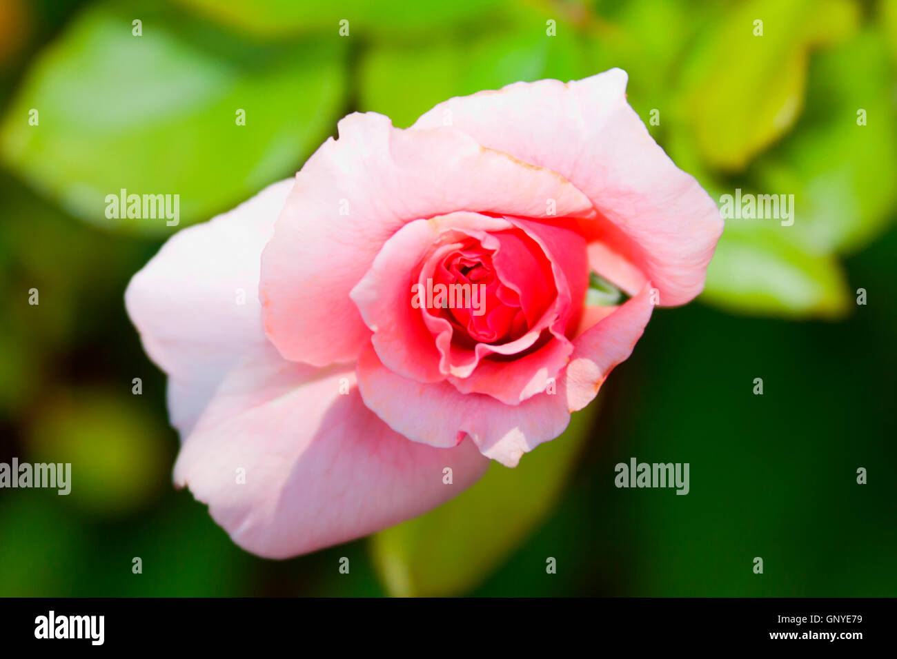 Beautiful pink rose in the garden Stock Photo - Alamy
