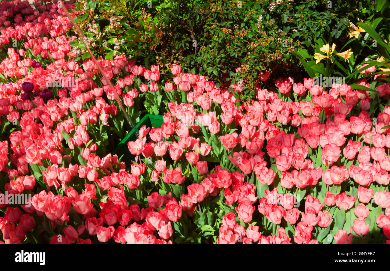 Beautiful flowers in the garden Stock Photo - Alamy