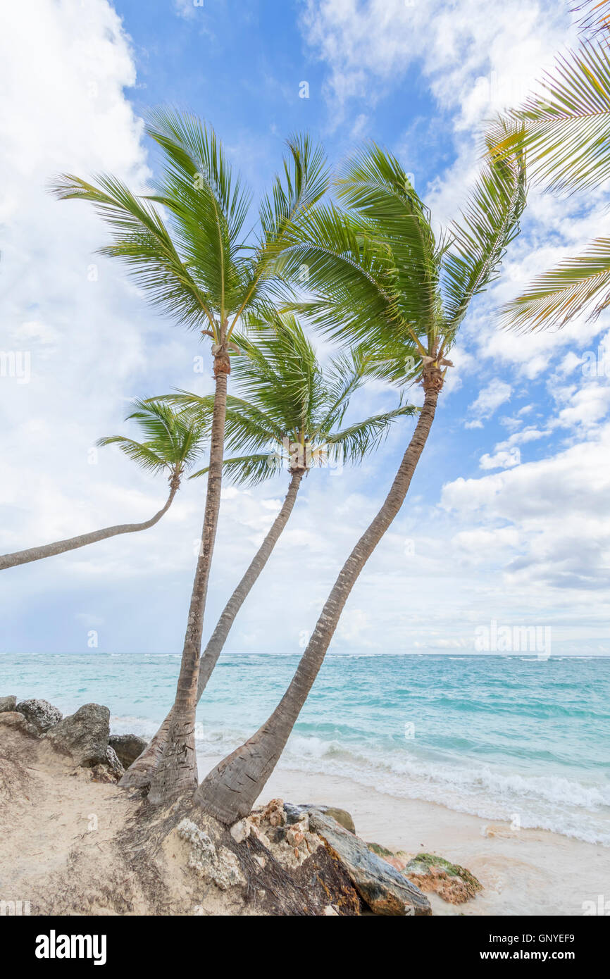 Palm trees on the tropical Caribbean beach Stock Photo - Alamy