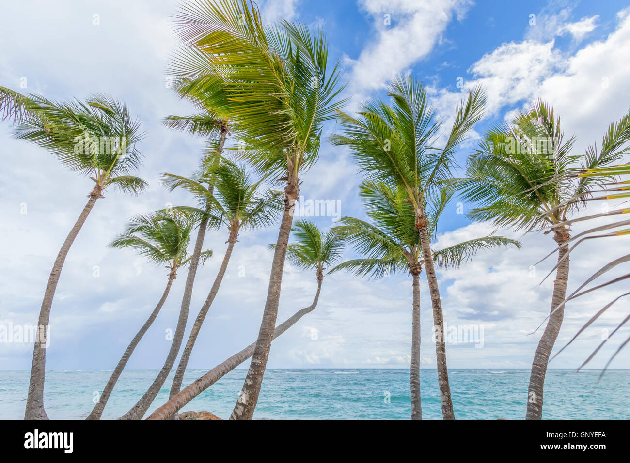 Palm trees on the tropical Caribbean beach Stock Photo - Alamy