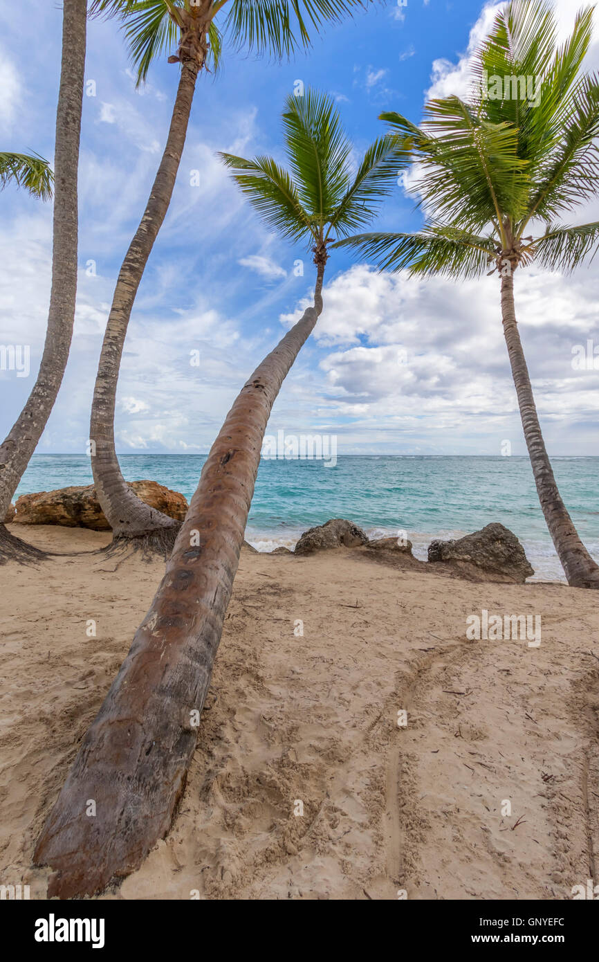 Palm trees on the tropical Caribbean beach Stock Photo - Alamy