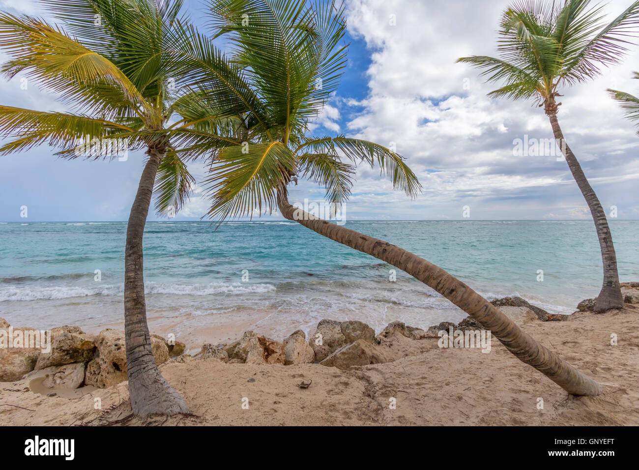 Palm trees on the tropical Caribbean beach Stock Photo - Alamy