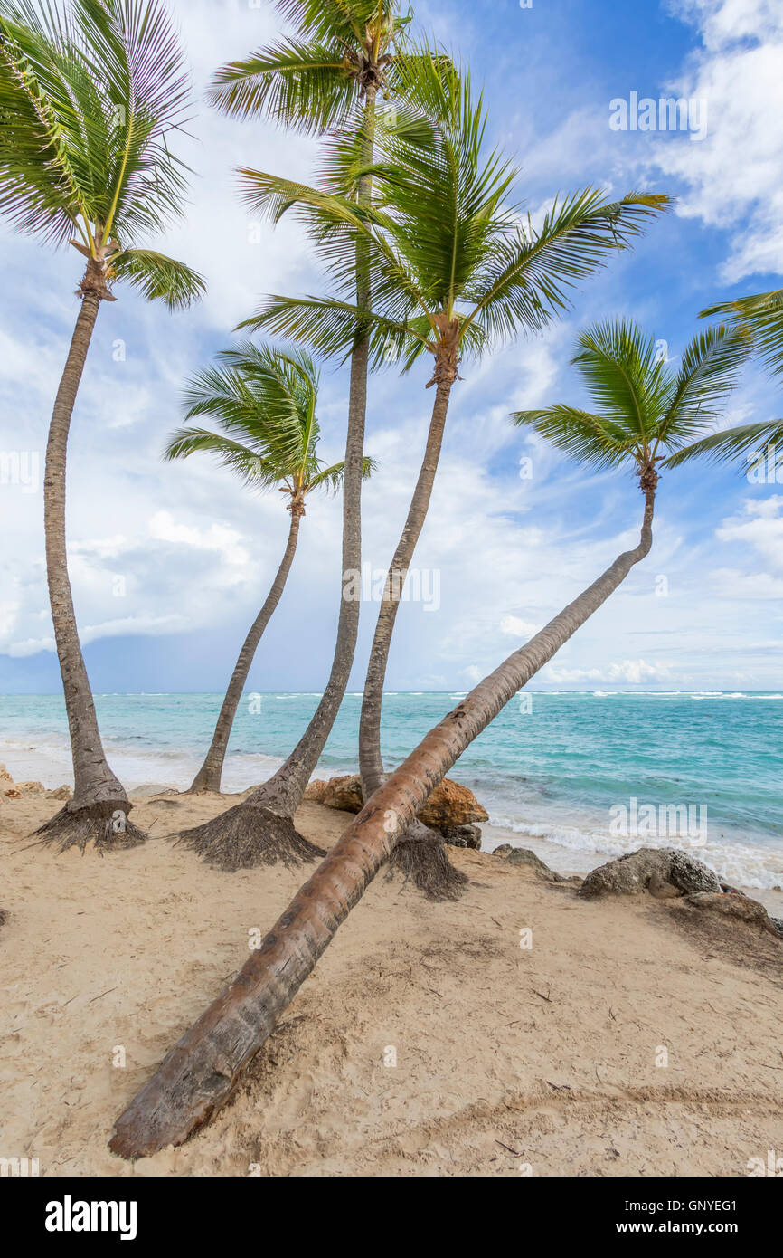 Palm trees on the tropical Caribbean beach Stock Photo - Alamy