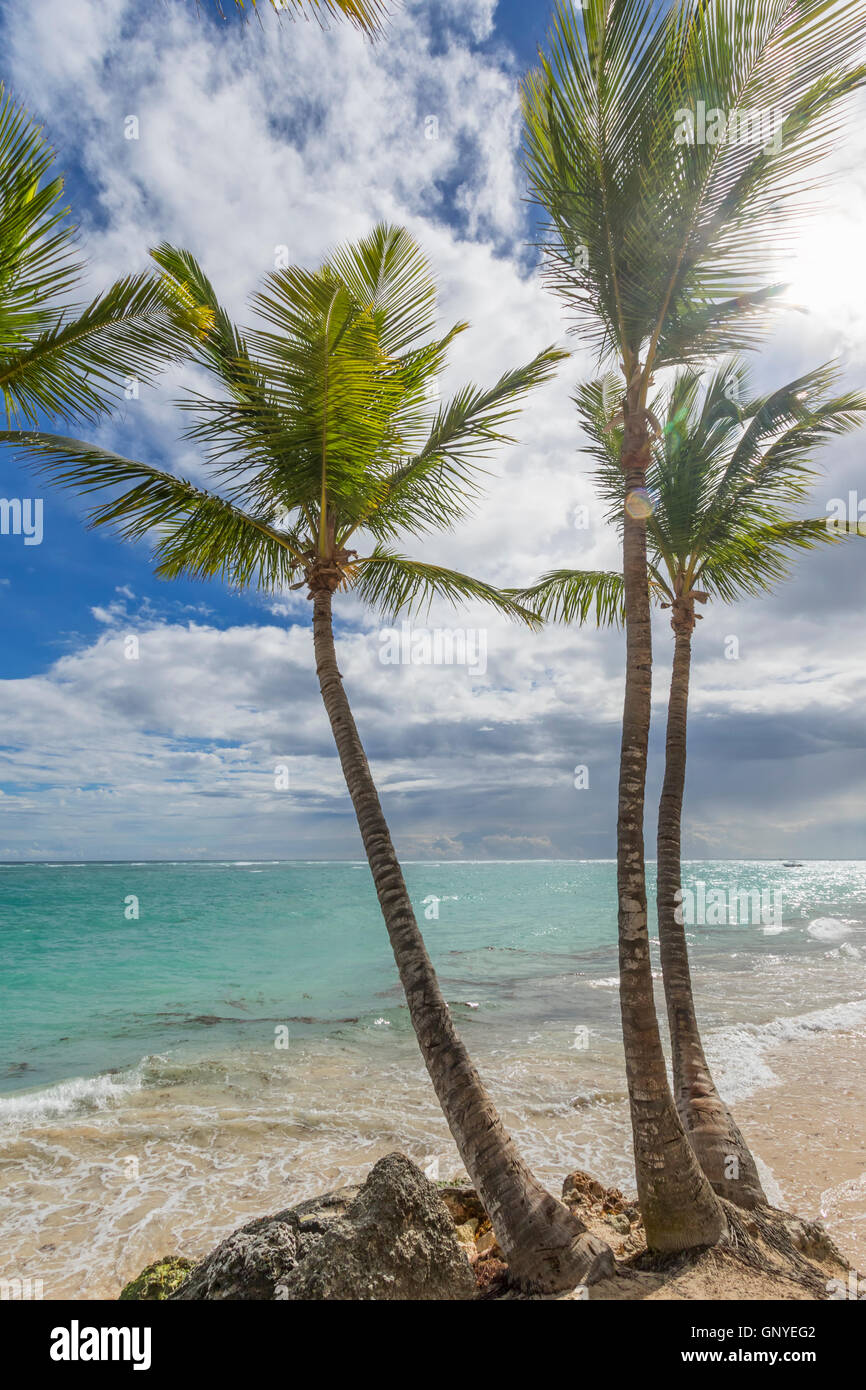 Palm trees on the tropical Caribbean beach Stock Photo - Alamy