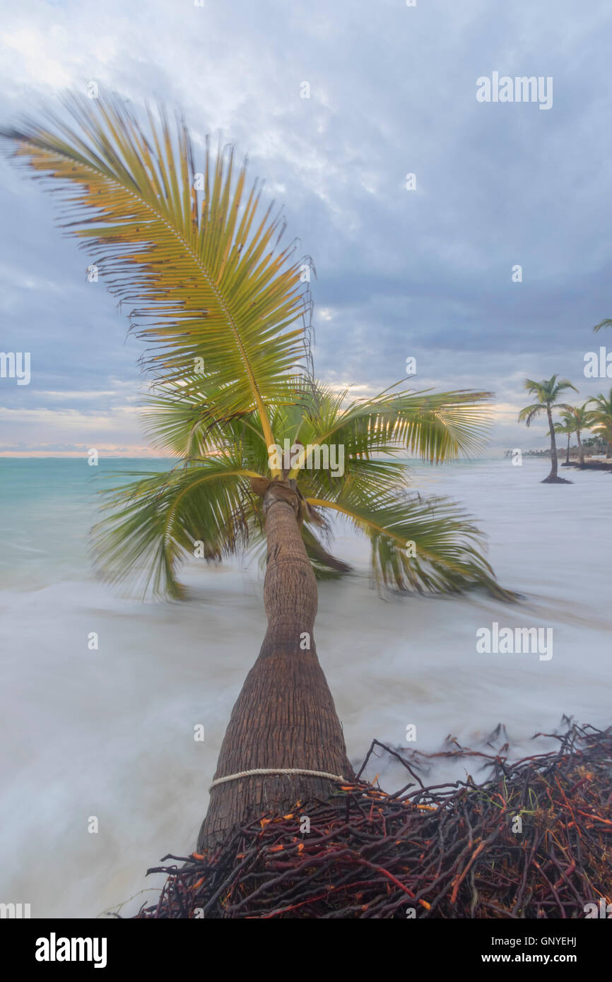 Palm trees on the tropical Caribbean beach Stock Photo - Alamy