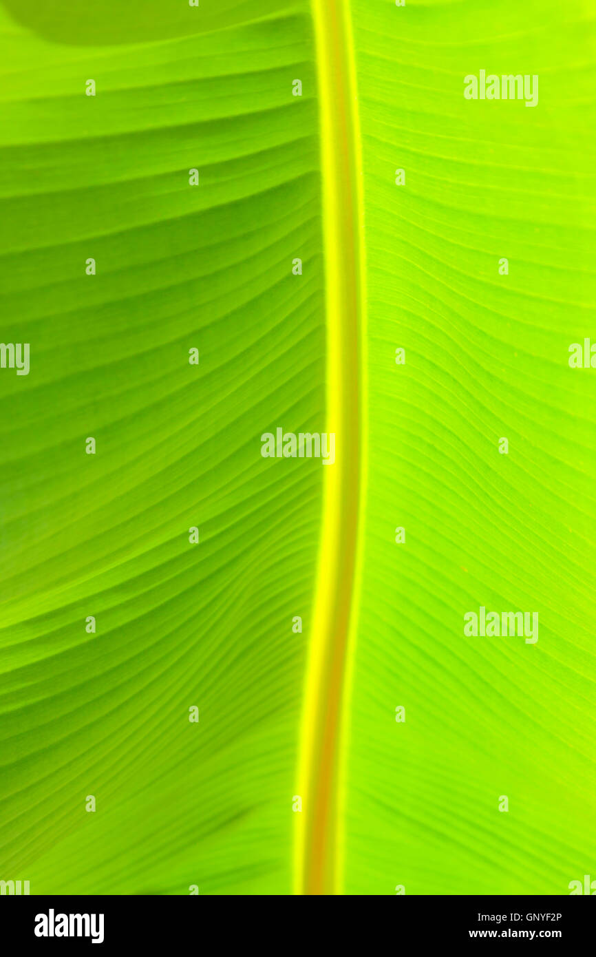 Leaf parallel view hi-res stock photography and images - Alamy