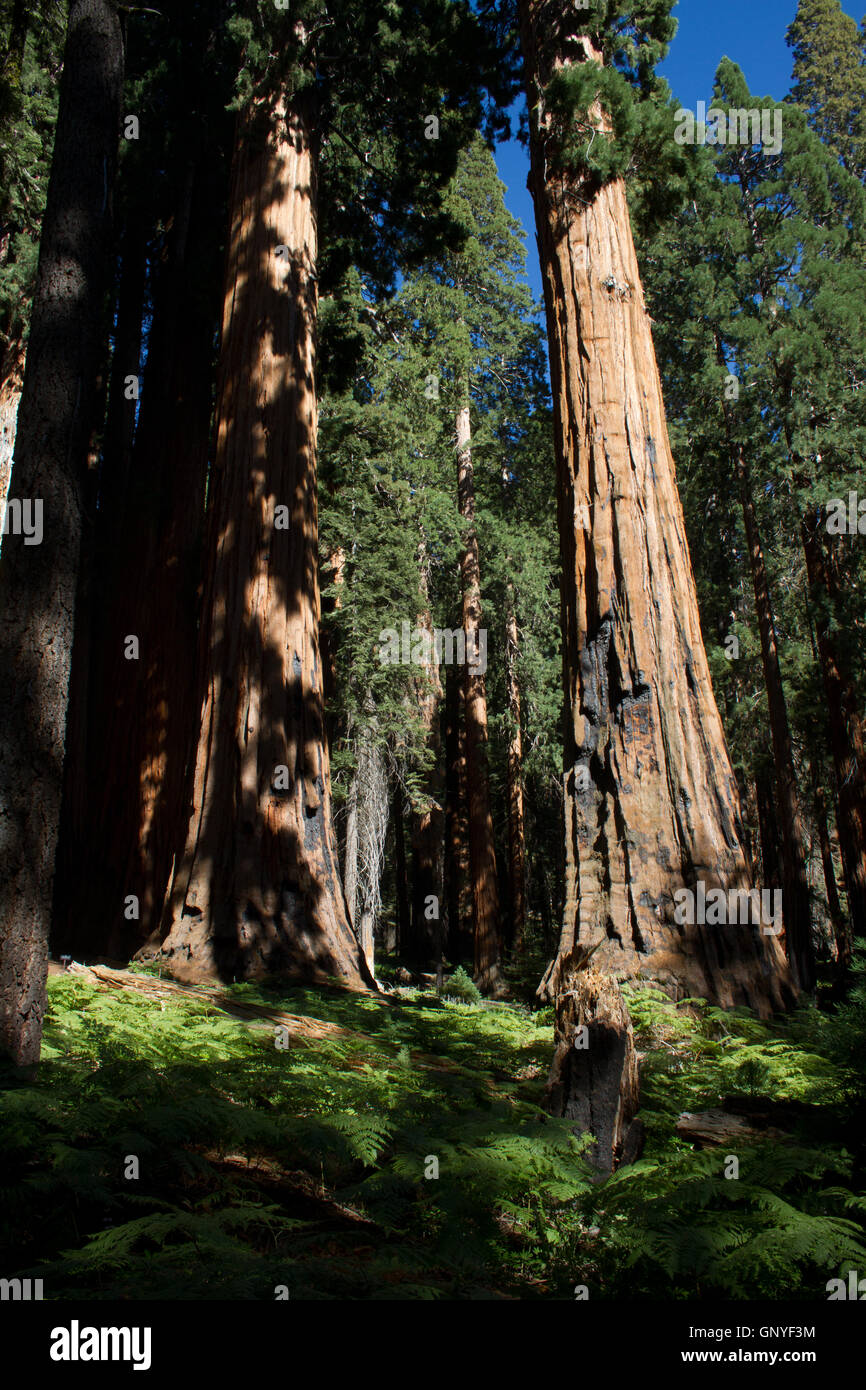 Sequoia trees in Sequoia National Park. California. USA Stock Photo - Alamy