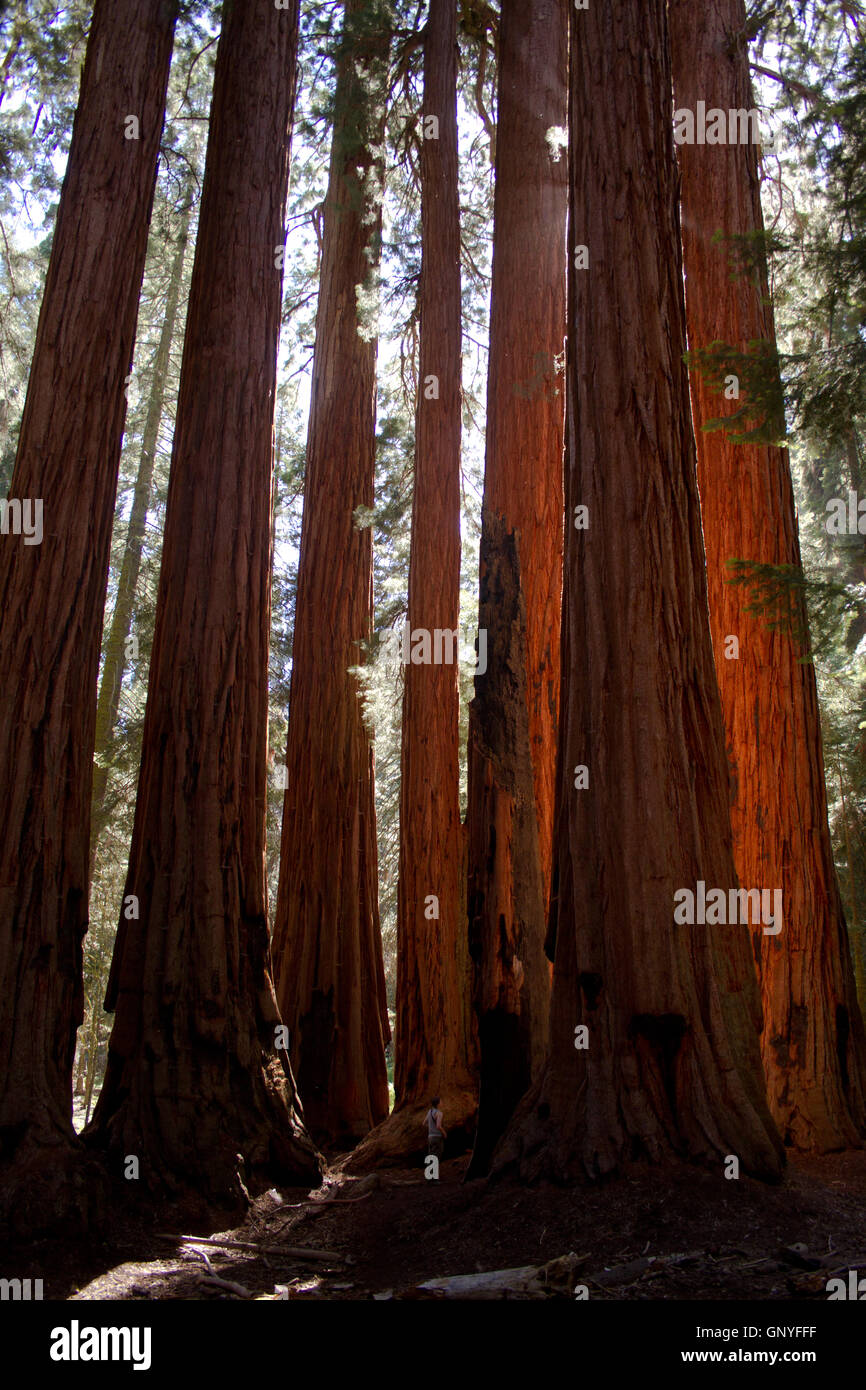 Sequoia trees in Sequoia National Park. California. USA Stock Photo - Alamy
