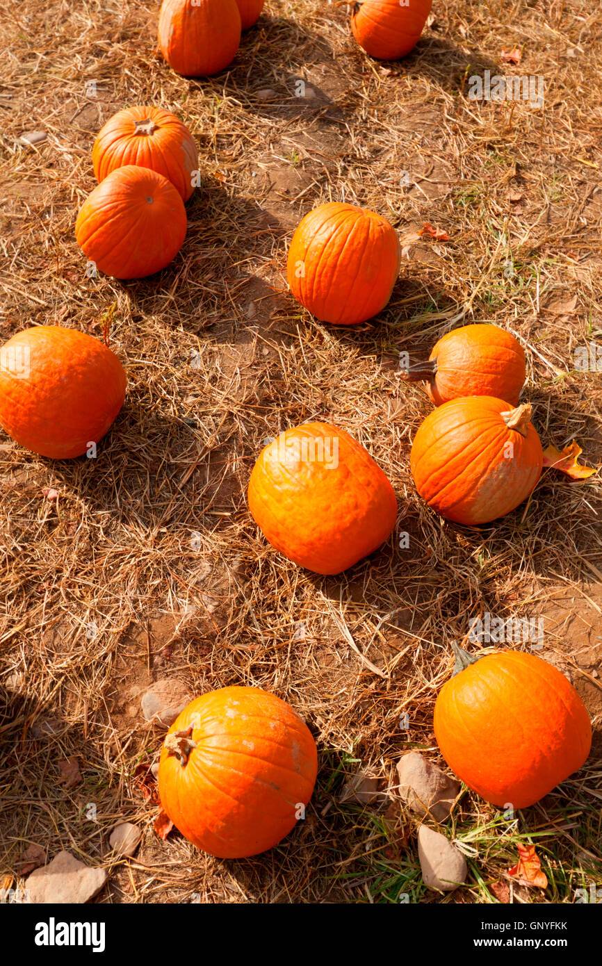 Pumpkin patch at the farm for pumpkin picking Stock Photo - Alamy