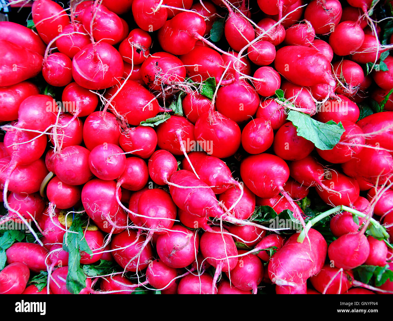 A bunch of red radishes at the farmer's market Stock Photo - Alamy