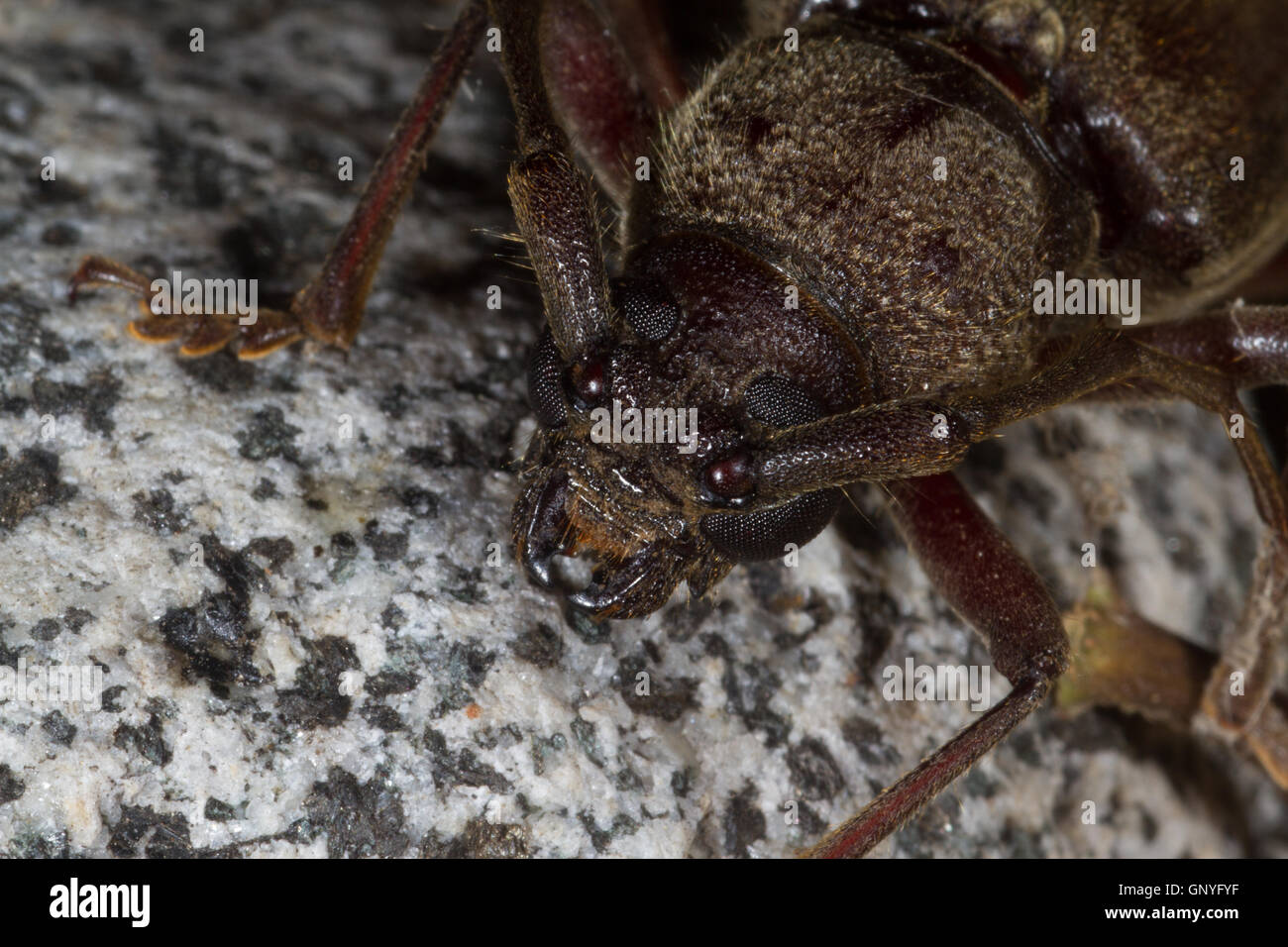 Large beetle. California. USA Stock Photo - Alamy