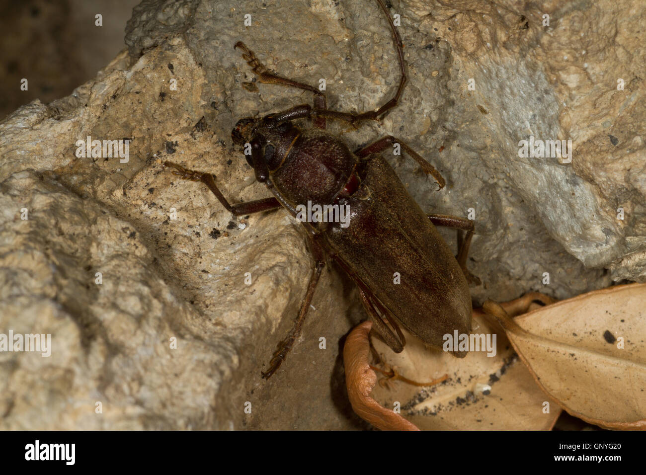 Large beetle. California. USA Stock Photo - Alamy