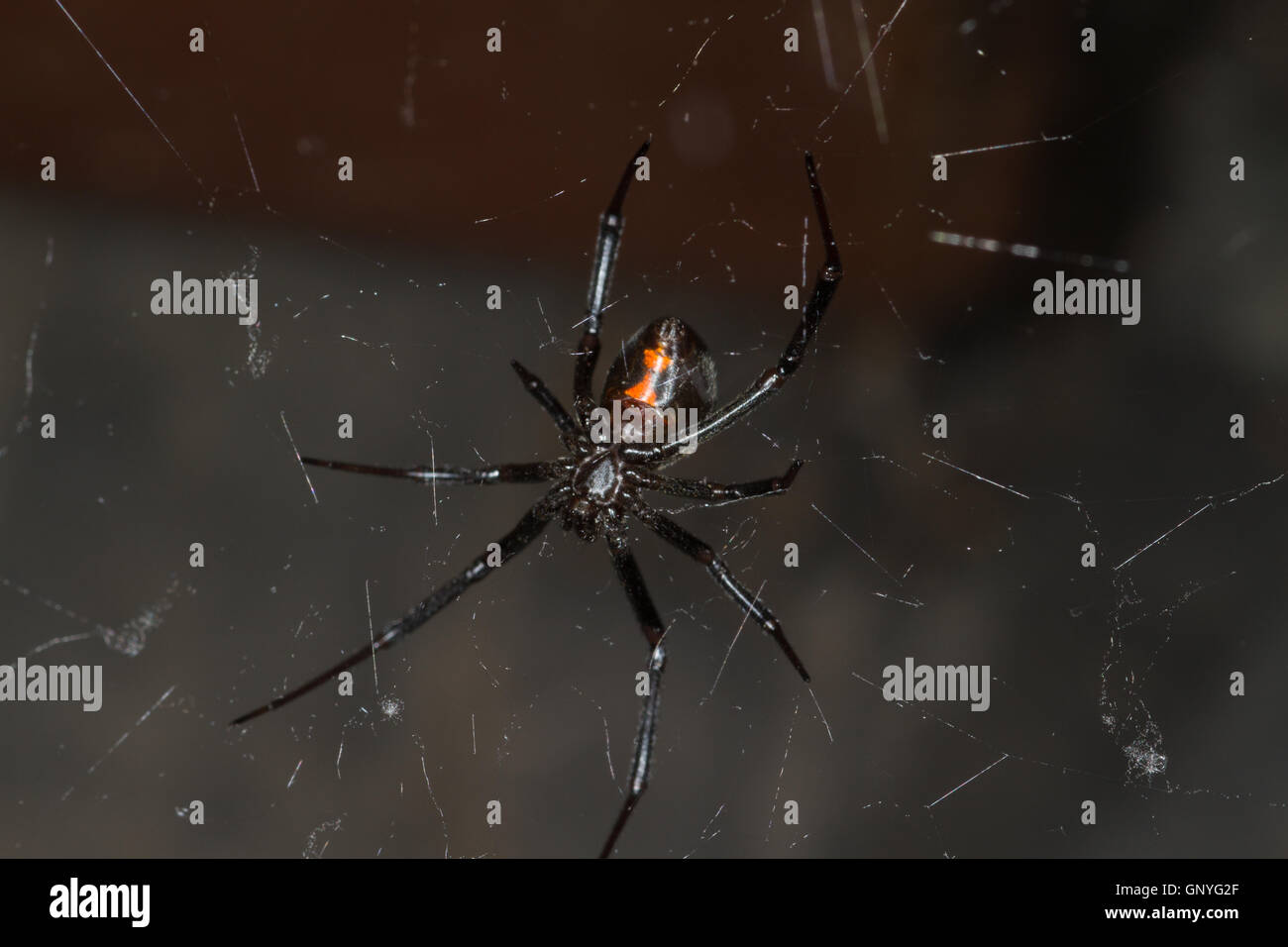 Black Widow spider on web. California USA Stock Photo - Alamy