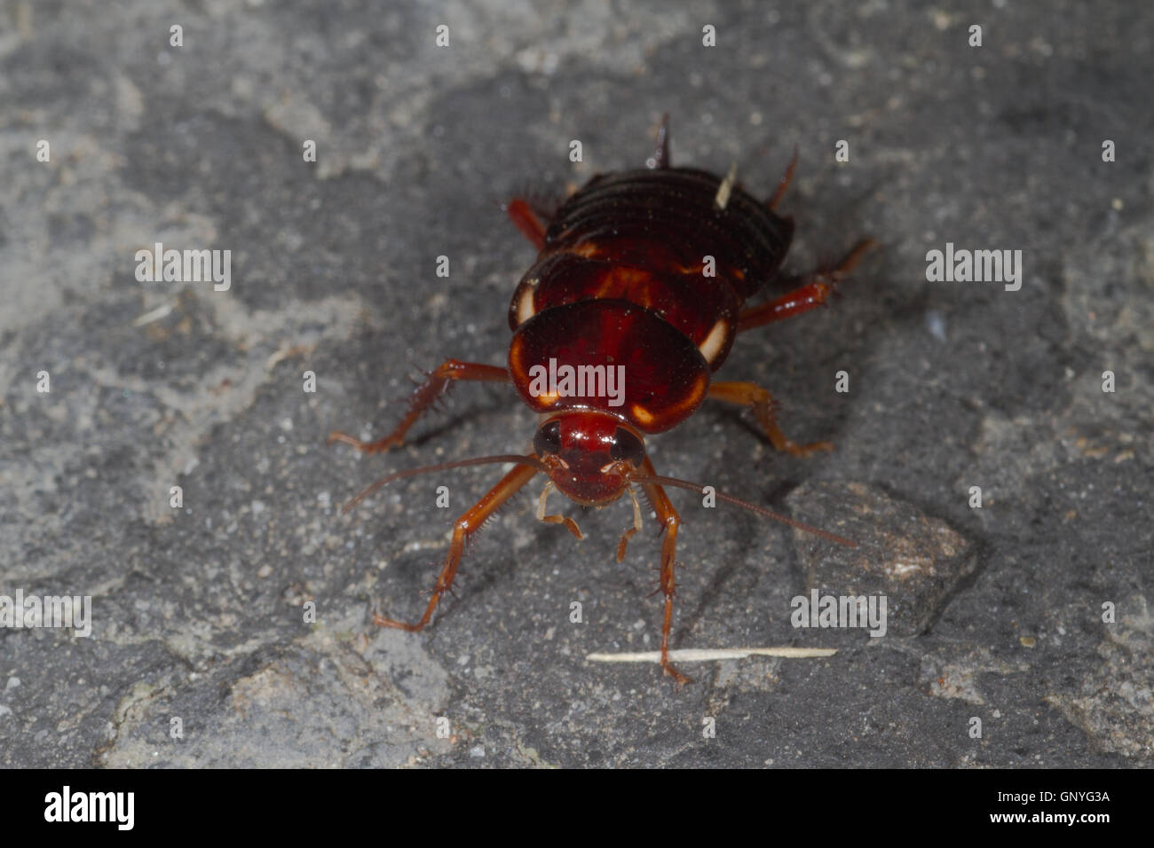 Cockroach. California. USA Stock Photo - Alamy