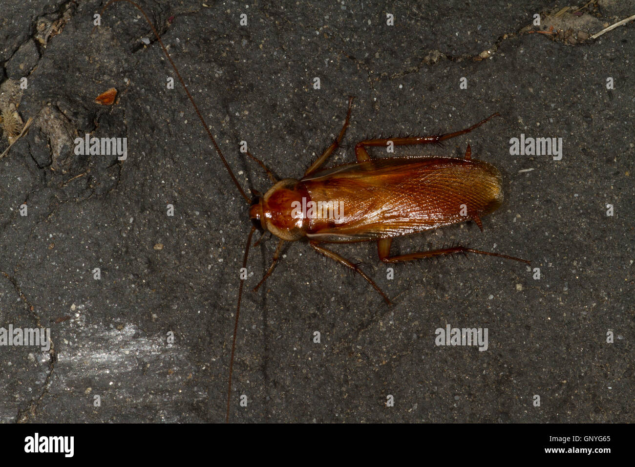 Cockroaches Stock Photos & Cockroaches Stock Images - Alamy