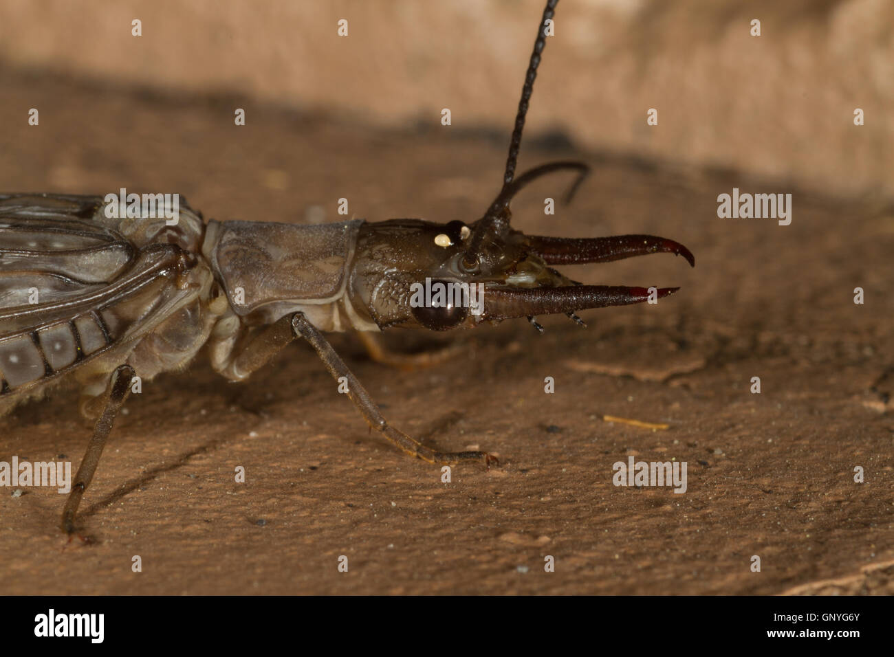 Dobsonfly Corydalus specie. California. USA Stock Photo - Alamy