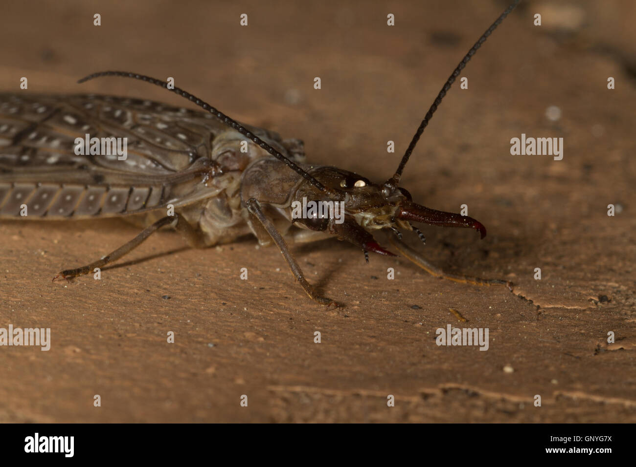 Dobsonfly Corydalus specie. California. USA Stock Photo - Alamy