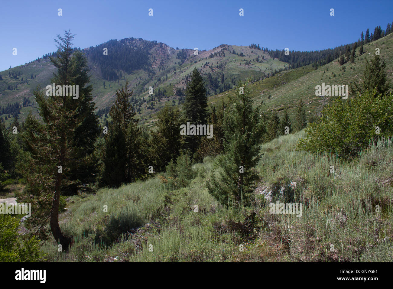 Mineral King Valley, part of Sequoia National Park. California. USA ...