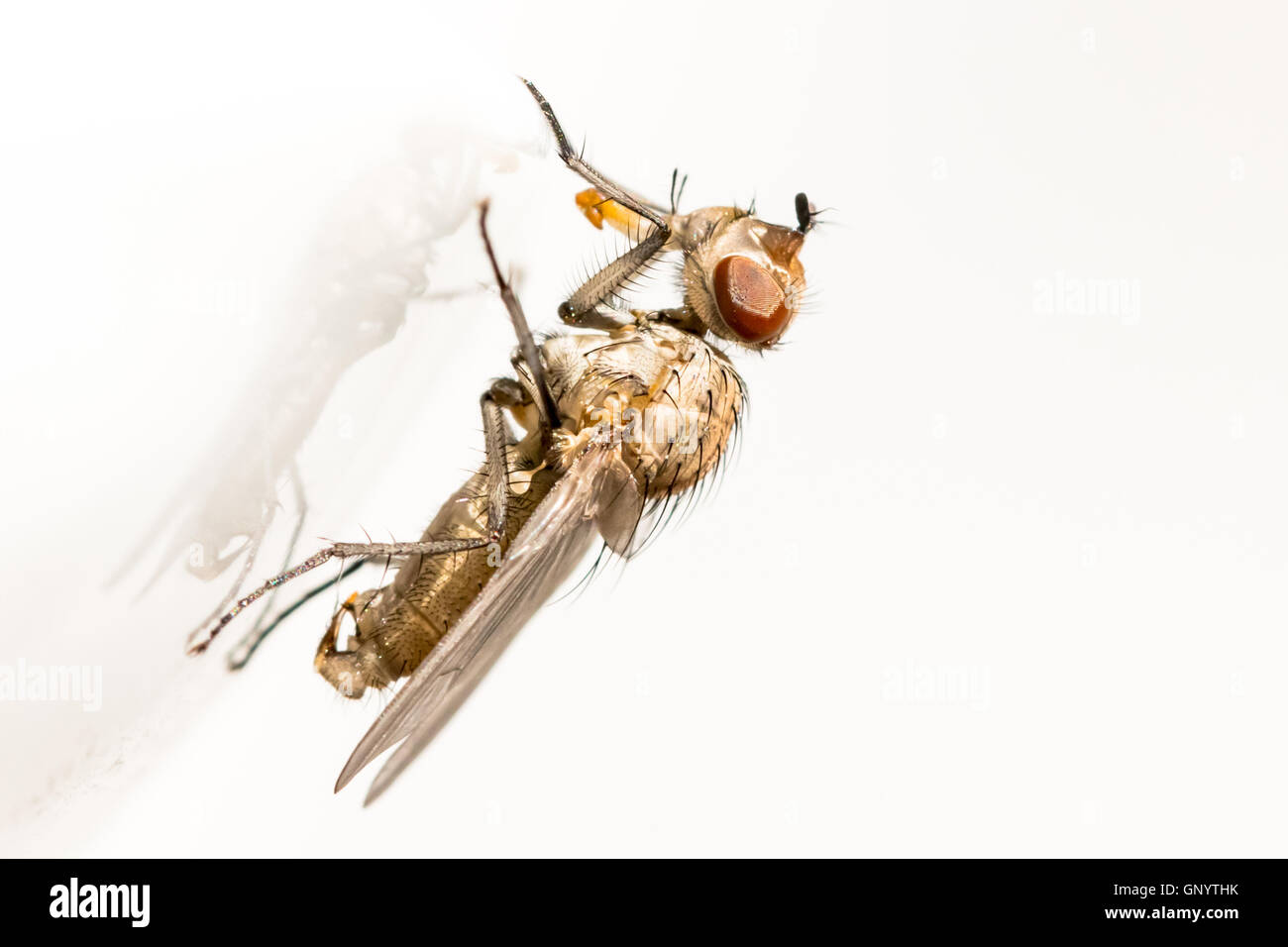 Fly with brown eyes on the wall, isolated on white Stock Photo - Alamy