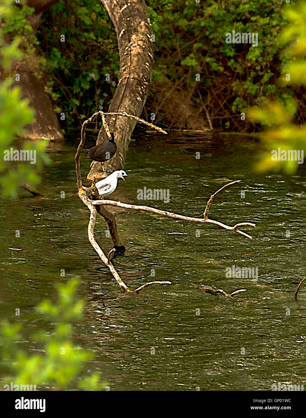 Wild animal on the lake Stock Photo - Alamy