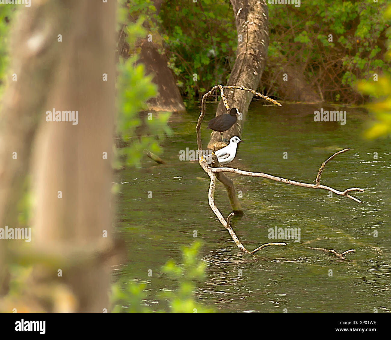 Animal by the lake hi-res stock photography and images - Alamy