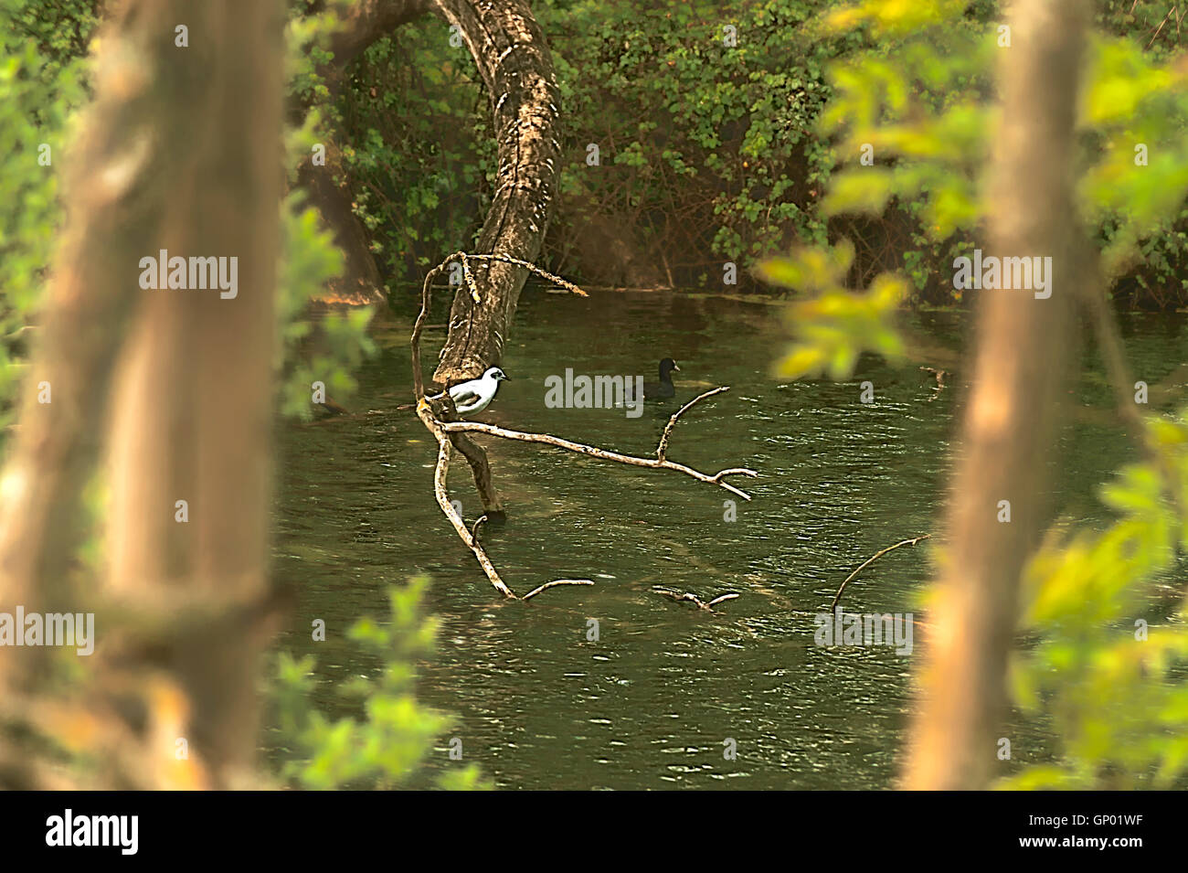 Wild animal on the lake Stock Photo - Alamy