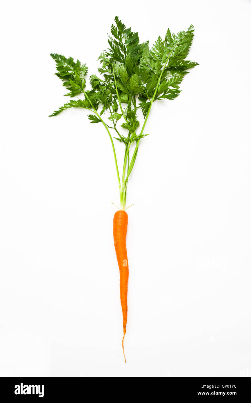 Single carrot with leaf on a white background Stock Photo - Alamy