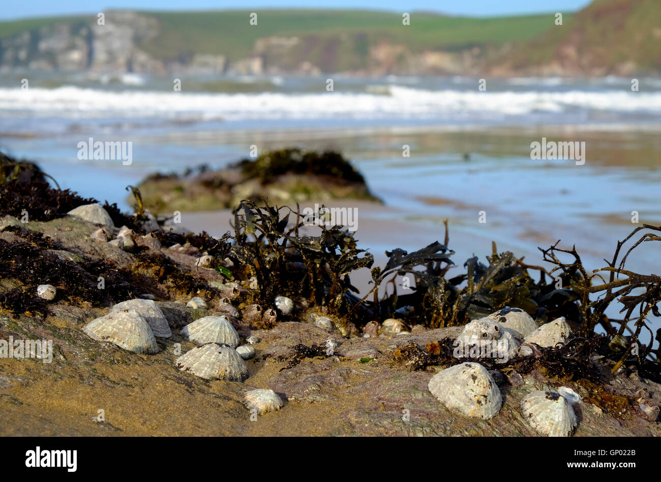 English beach shells hi-res stock photography and images - Alamy