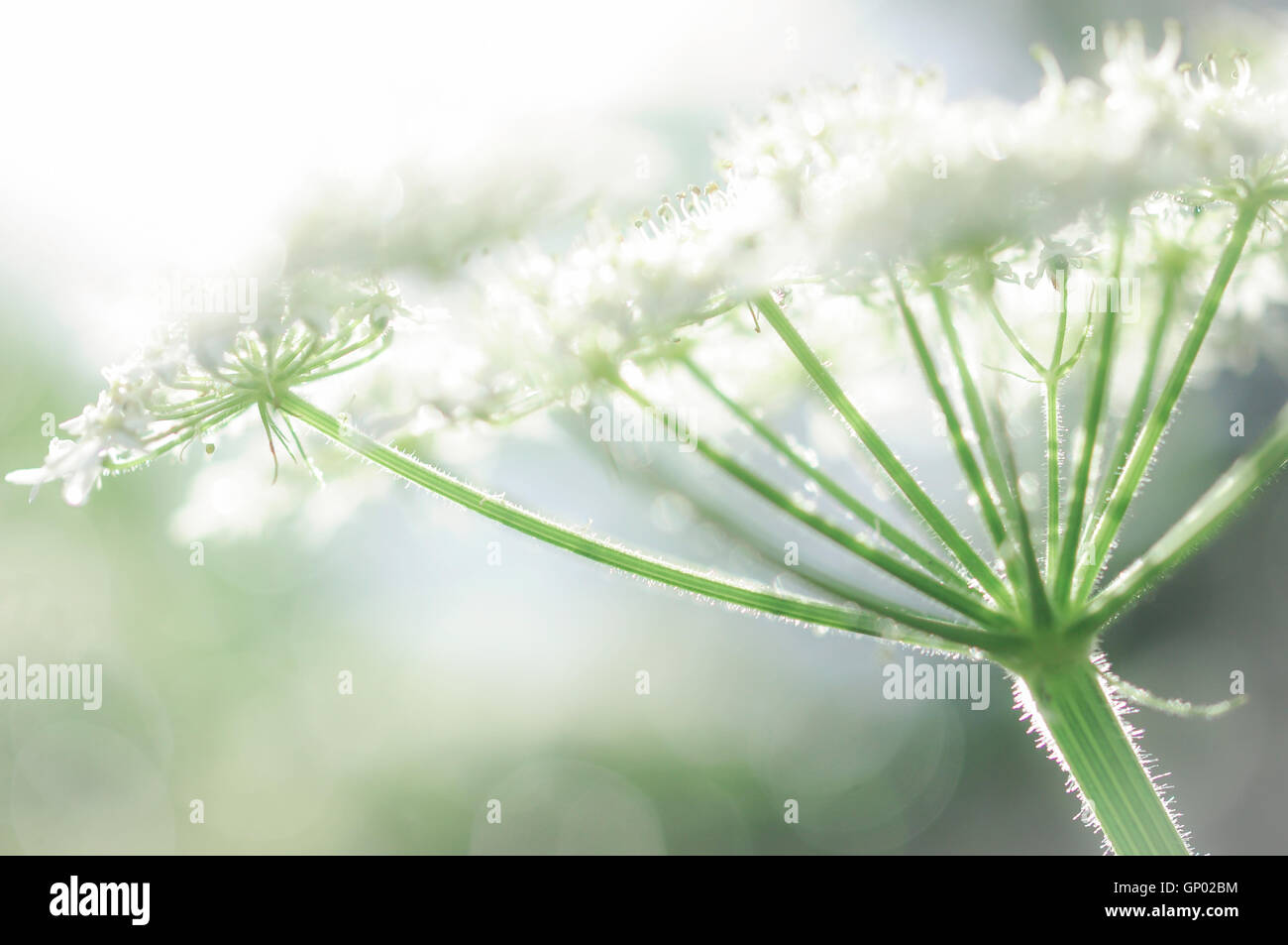 Common hogweed hi-res stock photography and images - Alamy