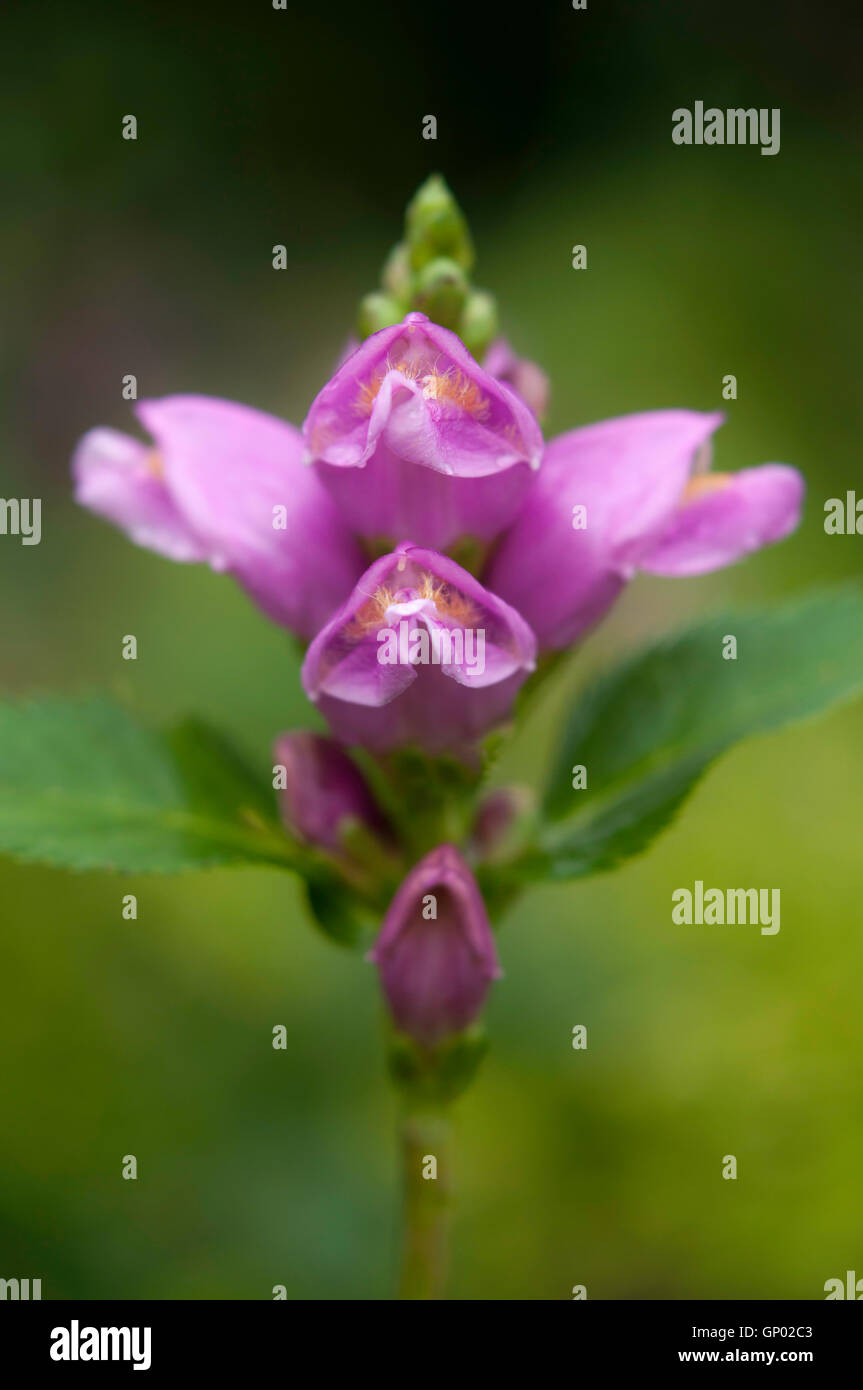Chelone Obliqua (Turtle Head) flower head with distinctively shaped ...