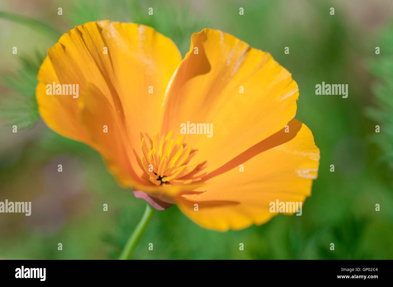 Glowing orange Escholtzia flower (california poppy) seen in close up ...