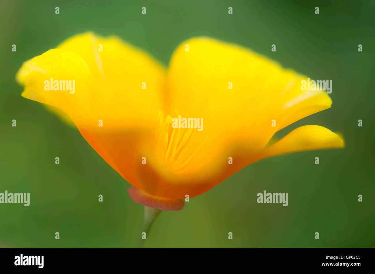 Glowing orange Escholtzia flower (california poppy) seen in close up ...