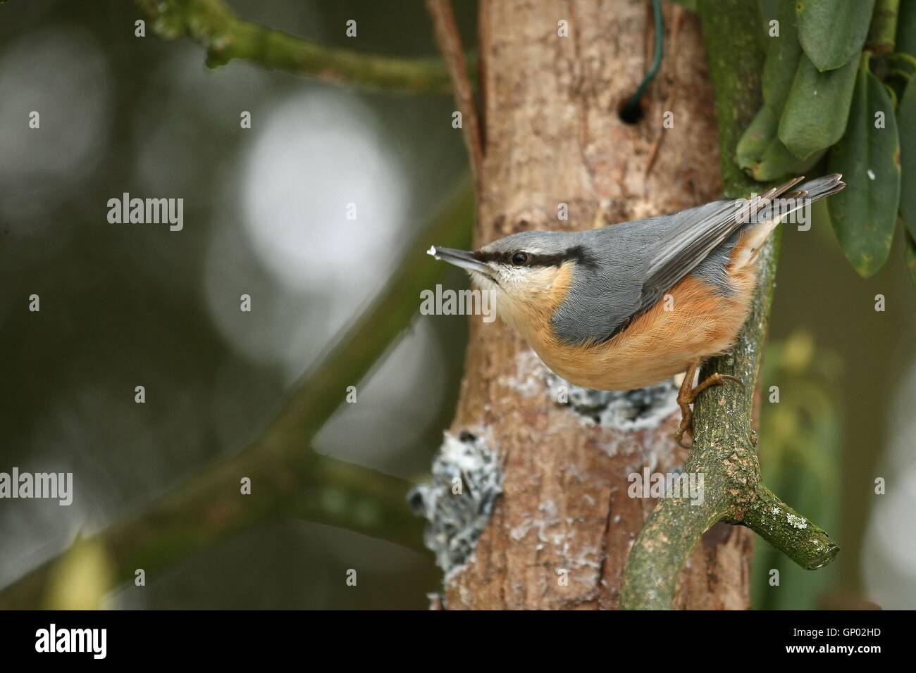Nuthatches bird songbird hi-res stock photography and images - Alamy