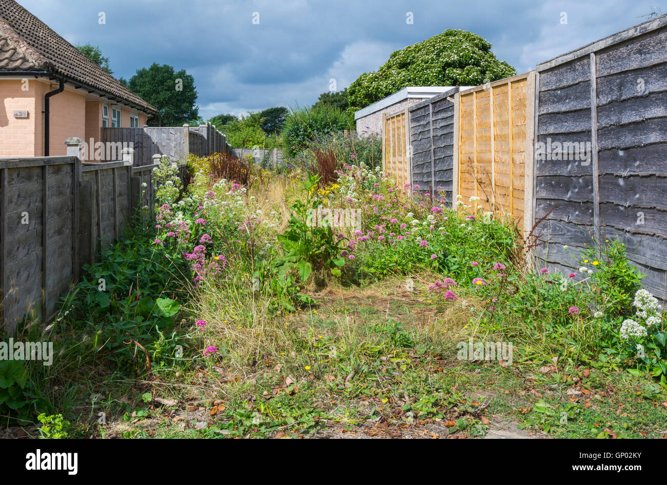 Overgrowth of plants and weeds in an alleyway Stock Photo - Alamy