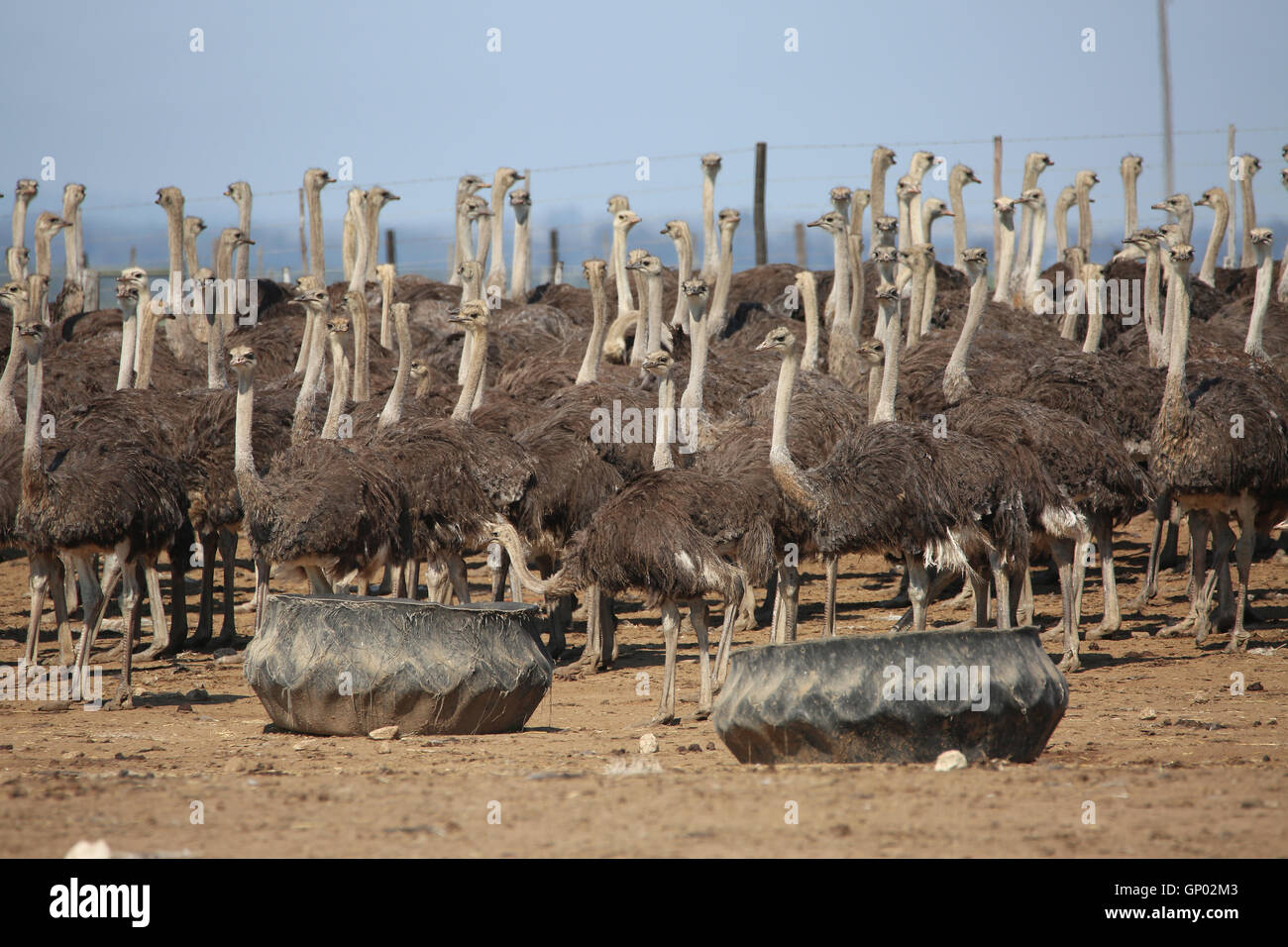 Ostiches hi-res stock photography and images - Alamy