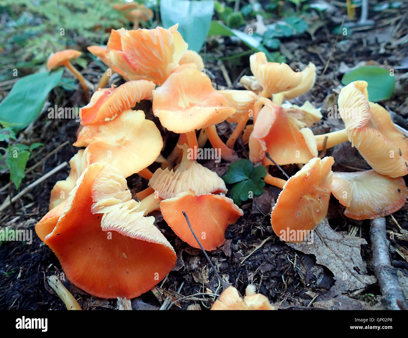 Orange mushrooms hi-res stock photography and images - Alamy