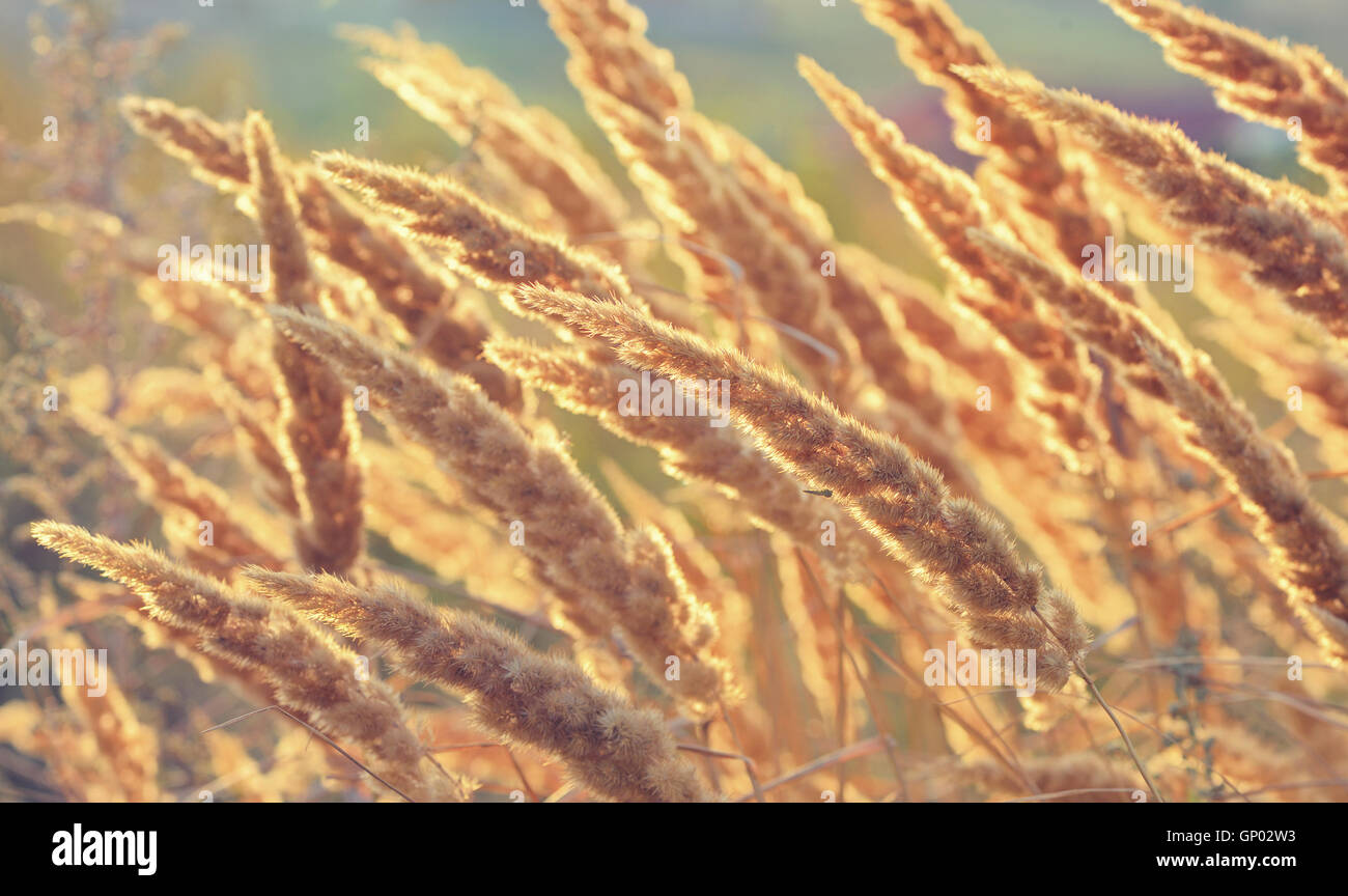 Macro dry reeds on a sunset Stock Photo - Alamy