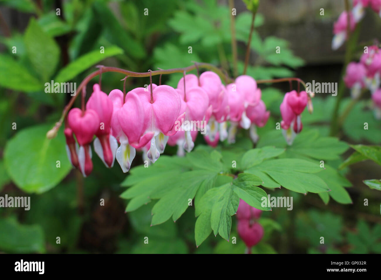 Pink bleeding hearts in early spring with lush green foliage Stock ...