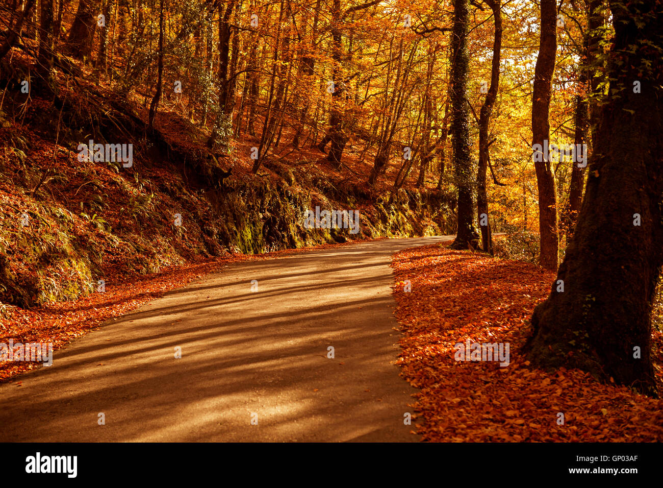 Autumn landscape with road and beautiful colored trees, in Geres ...