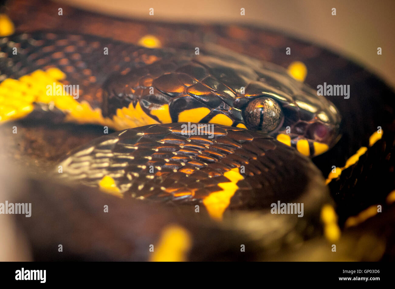A mangrove snake at the RSPCA rescue centre Stock Photo - Alamy