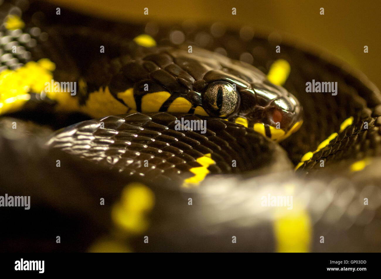 A mangrove snake at the RSPCA rescue centre Stock Photo - Alamy