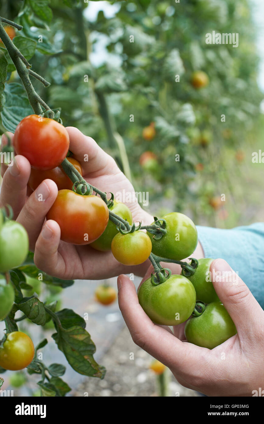 Crop tomato hi-res stock photography and images - Alamy