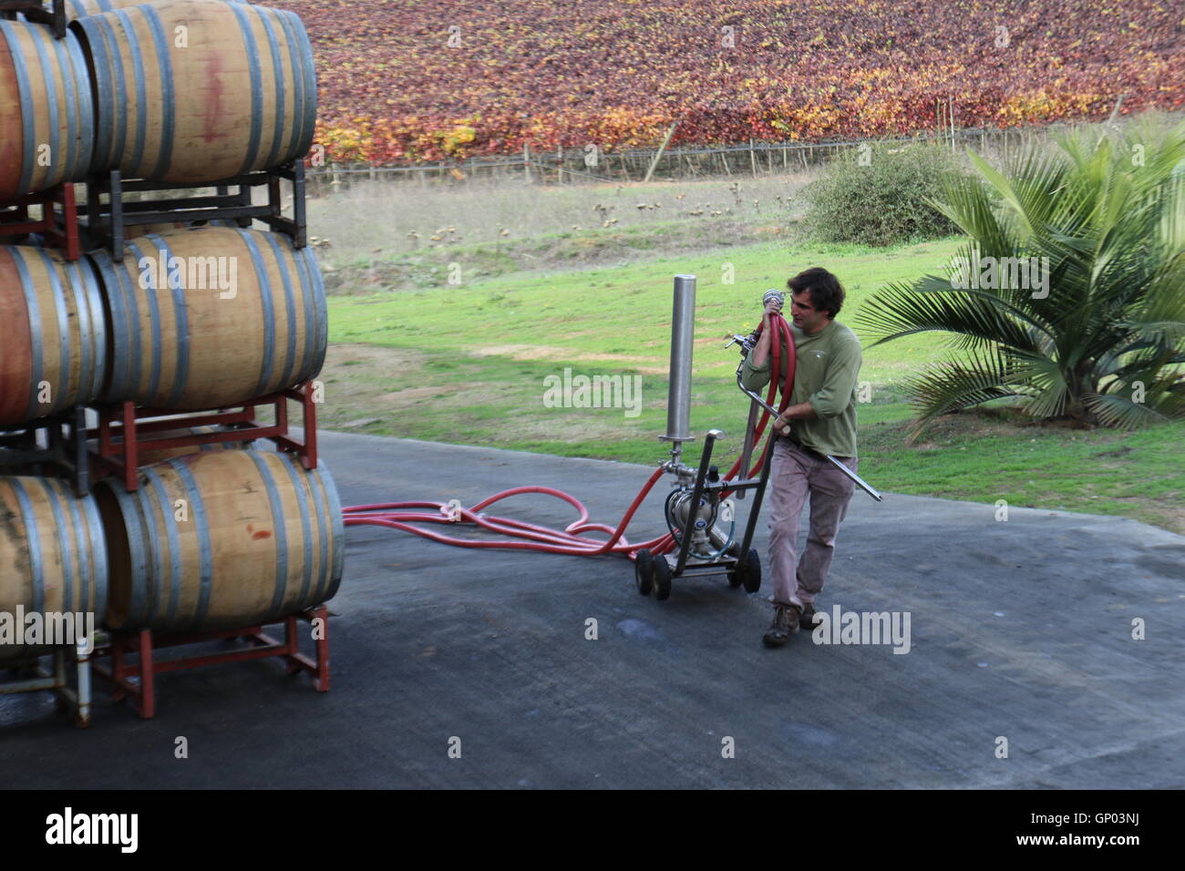 Winery worker hi-res stock photography and images - Alamy