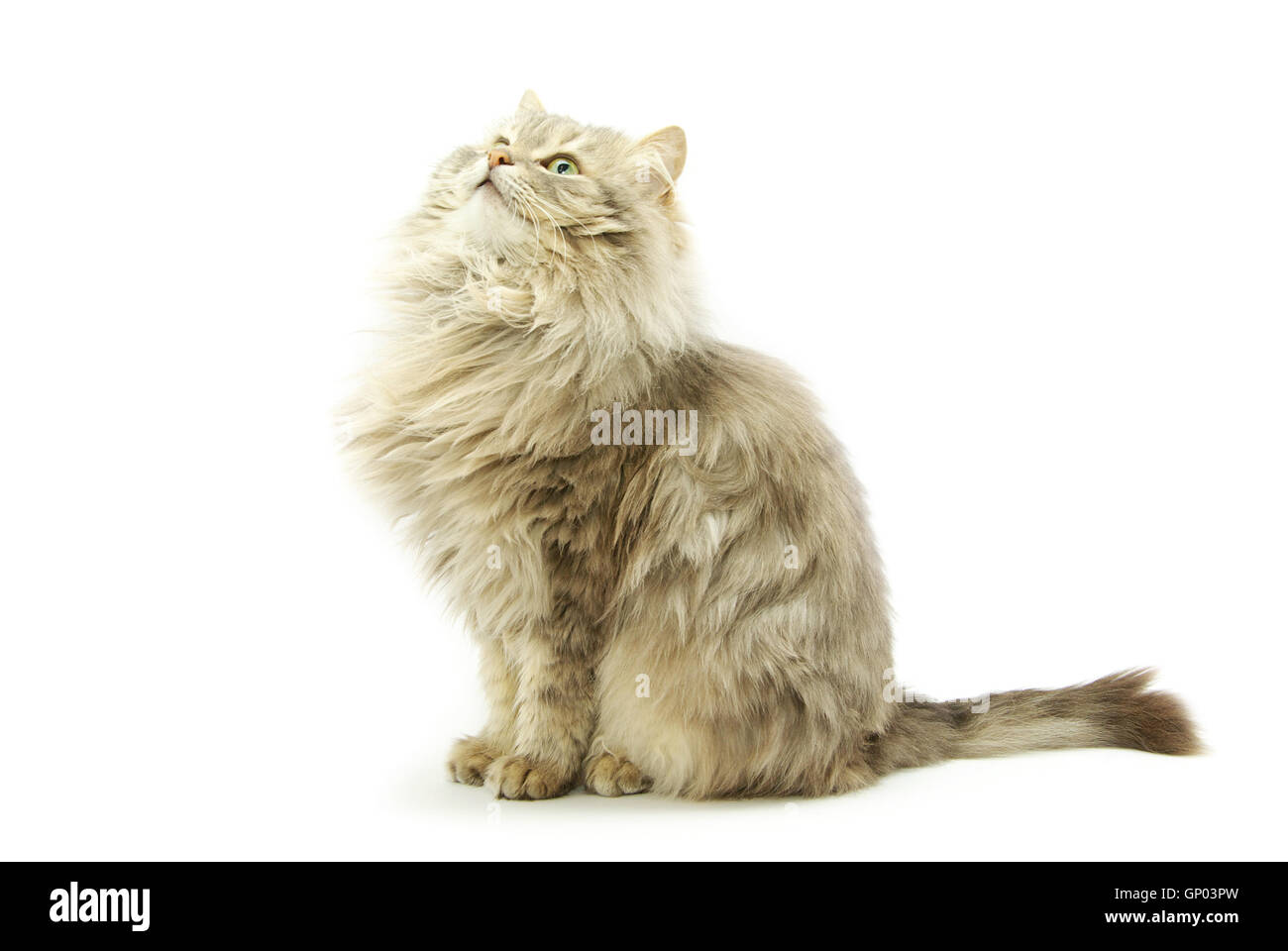 Furry domestic cat Cut Out Stock Images & Pictures - Alamy